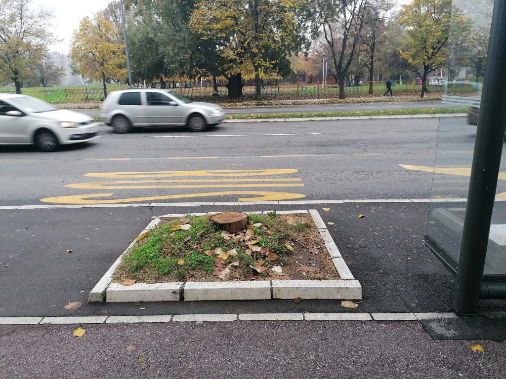 Novobeograđani ljuti zbog isečenog stabla lipe; "Zelenilo": Bilo je ...