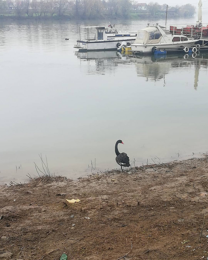 Spašen crni labud iz Sremske Mitrovice: Njegov novi dom biće beogradski ...
