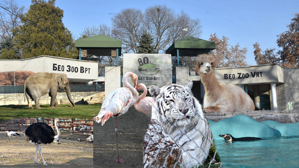 Novo mladunče u Beo zoo-vrtu: Prvo ikada rođeno u Srbiji (FOTO)