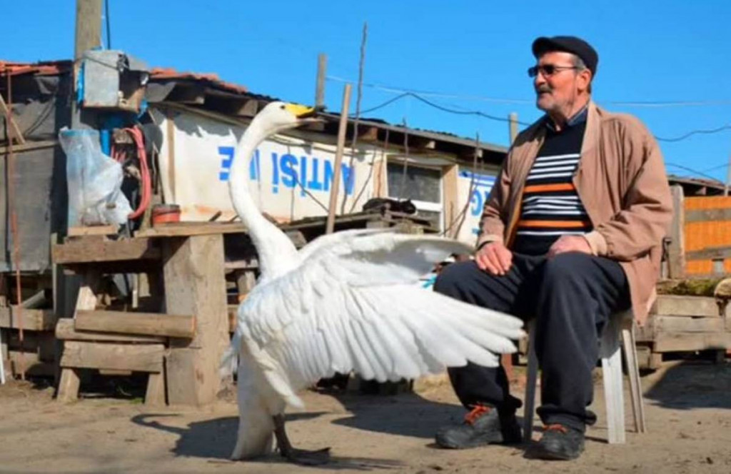 Priča o prijateljstvu između labuda i čoveka koja traje 37 godina