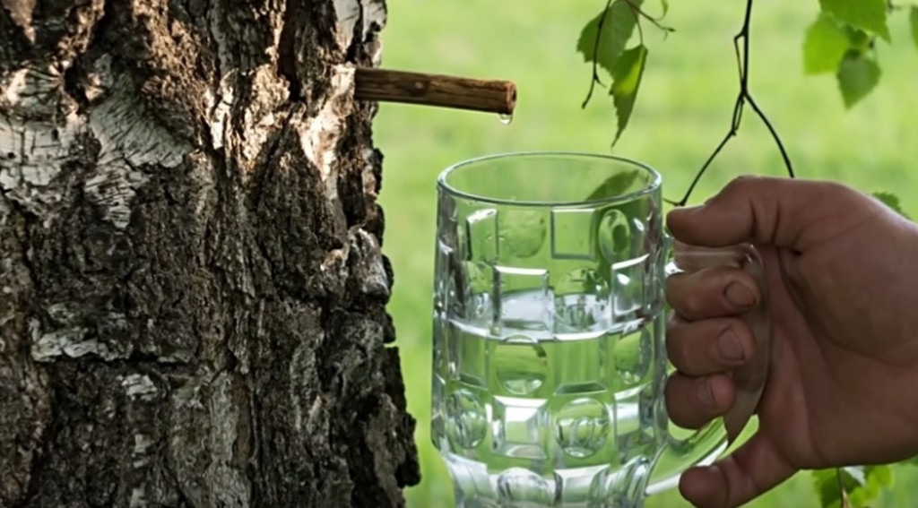 Infuzija iz prirode: Sada se sakuplja brezin sok koji čisti kožu ...