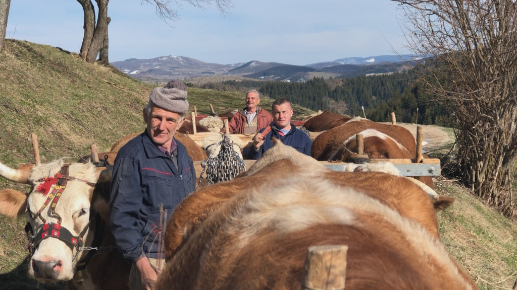 Radojku su volovi najbolji prijatelji u šumskim besputima: Već ...