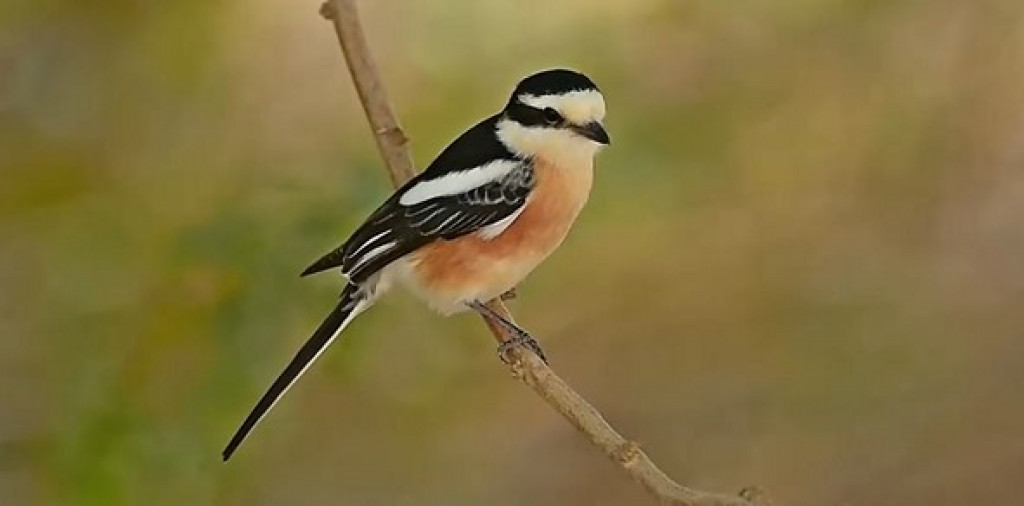 Prvi put u Srbiji! Stigao novi stanovnik: Mali i sladak kao vrabac, a ...