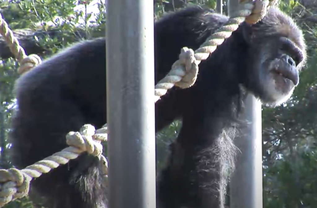 Uginuo Kobi: Najstariji mužjak šimpanze u zoo-vrtovima Severne Amerike ...