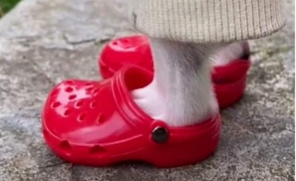 „Kroksice“ za pse su hit na internetu: Da li biste svom ljubimcu kupili ...