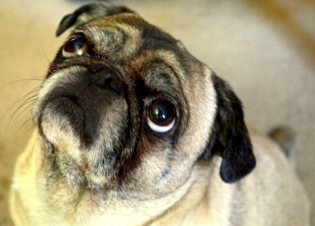 Najpoznatiji pas sa Instagrama