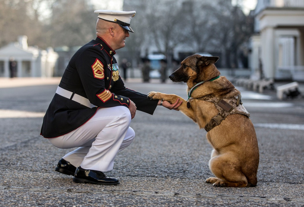 Luka, Magava, Džiaj Džo, Rekles: Životinje koje su odlikovane za hrabrost