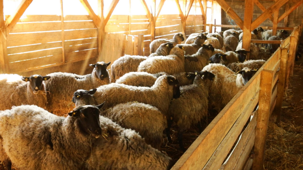 Ugrožena Srbija: Cele sorte ovaca spale na 200 grla