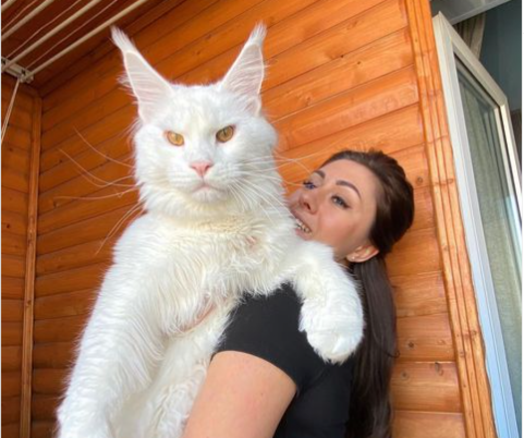 Prelepa bela mačka iz Rusije je toliko velika da mnogi prvo pomisle da ...