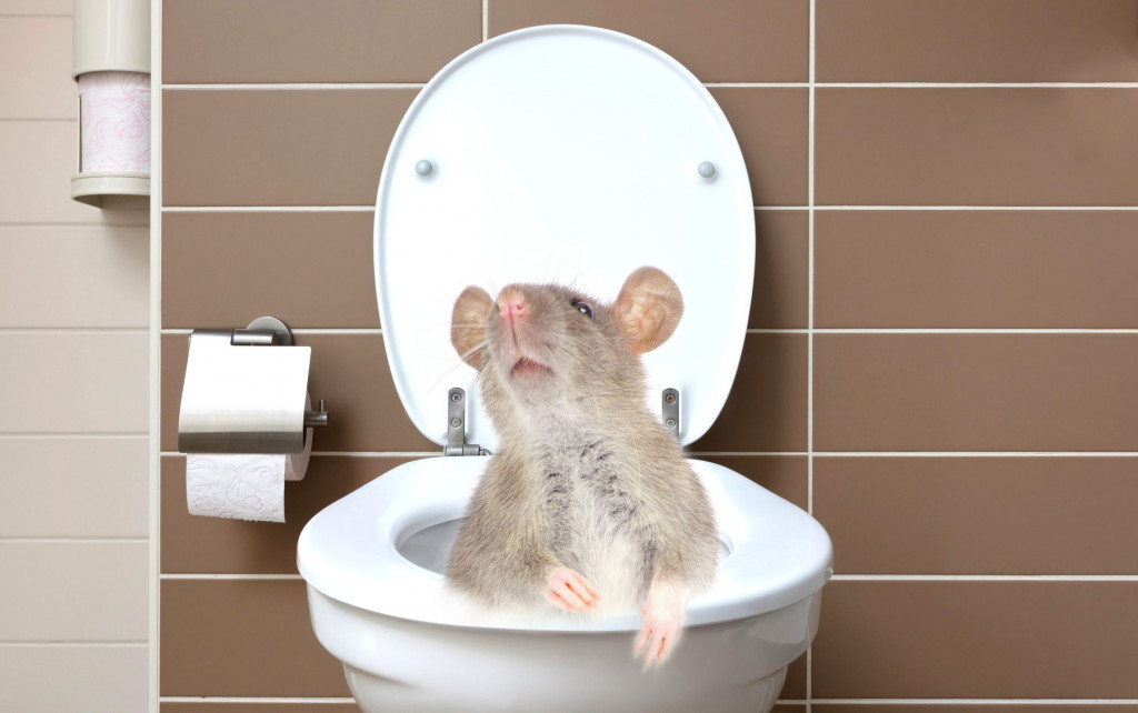 Pogledajte video koji vam lepo pokazuje kako pacov lako može da izađe ...