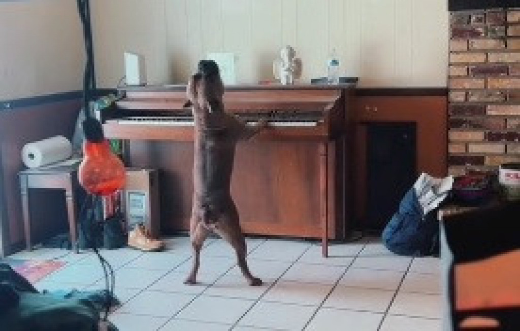 Buster raspoloženja: Pas svira klavir i pokušava da peva, a scena je ...