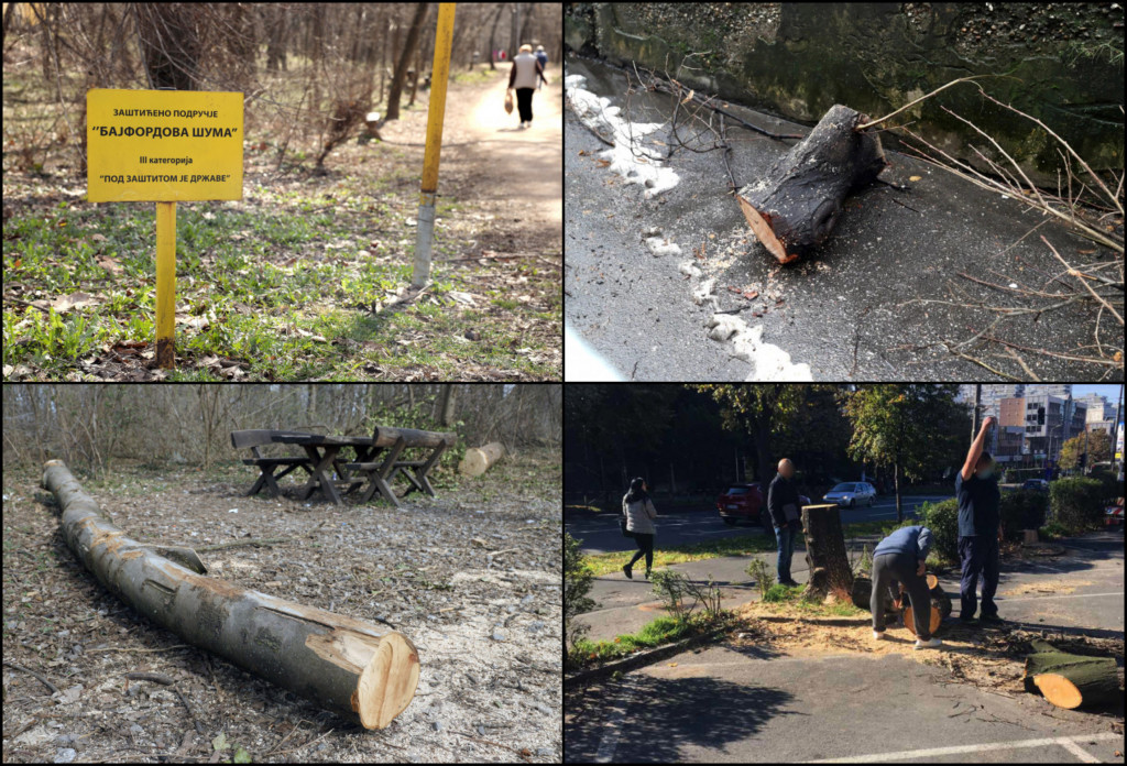 Ekocid u Beogradu: Bahati građani seku zdravo drveće zbog ogreva ...