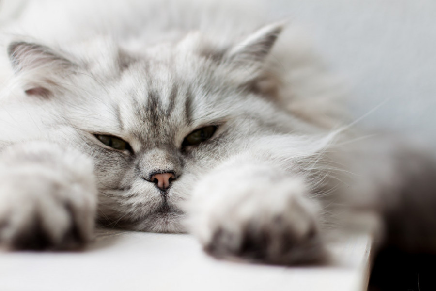 Tri najlepše rase mačaka