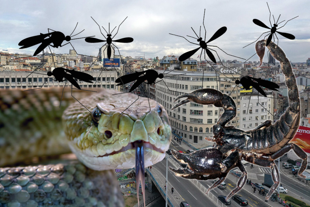 Beograd kao Bangkok? Biolog otkrio koje najopasnije životinje vrebaju ...