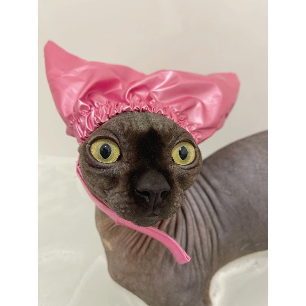 Simpatična mačka bez dlake koja se kupa s ružičastom kapom oduševila je ...