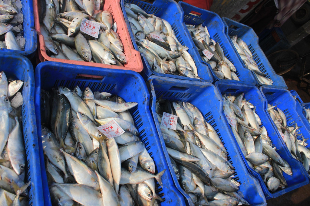 Cena šarana visoka, možda ga neće ni biti