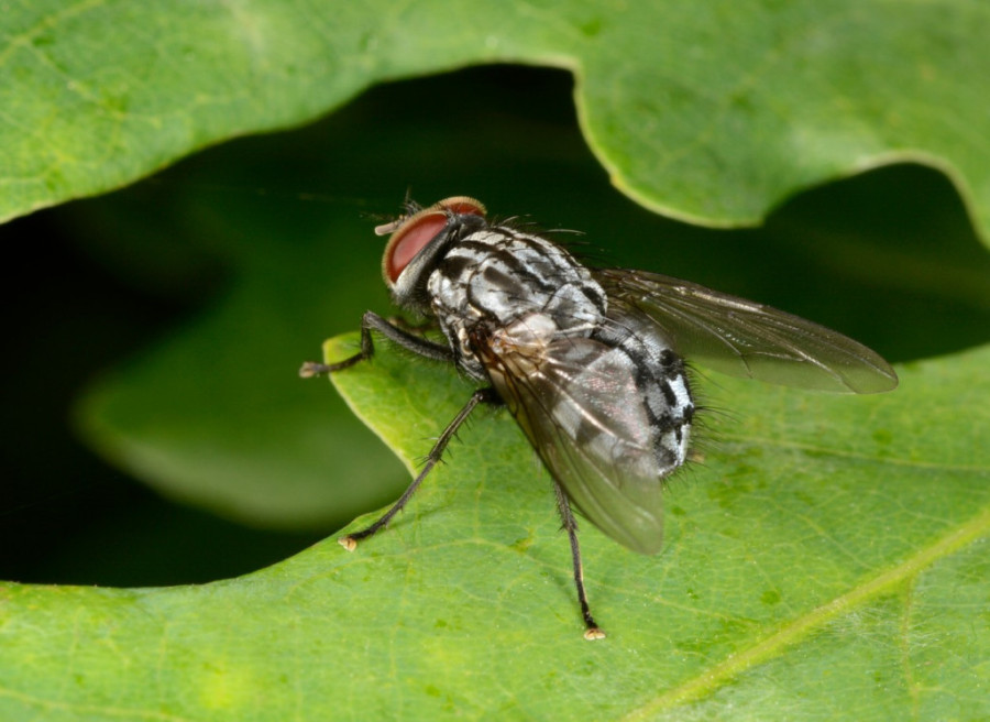 Ujed ovog akrepa je daleko gori i od stršljena: Kada vas "klintonka ...