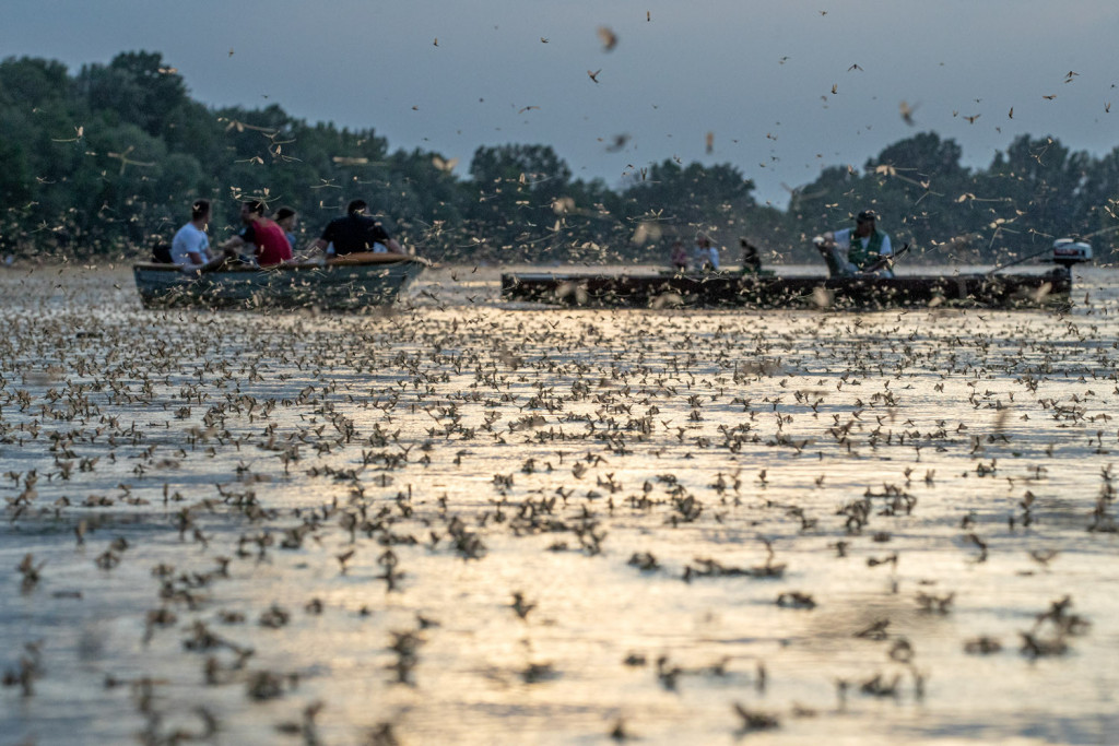 Cvetanje Tise - rođenje i smrt u jednom danu, uz ljubavnu igru koja ...