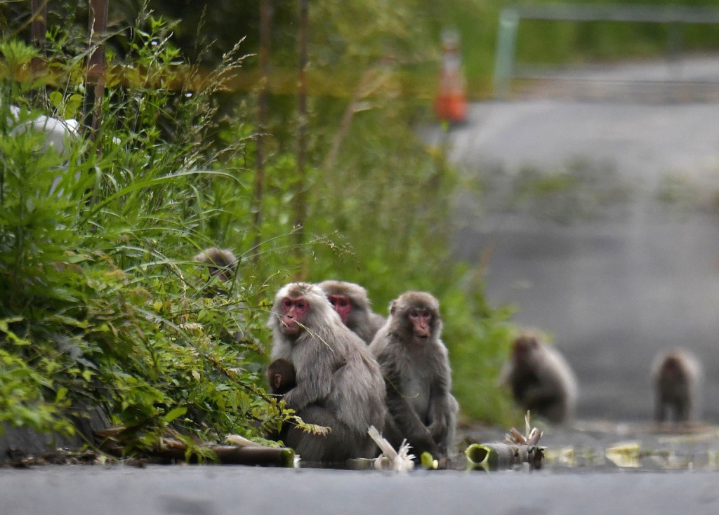 Ženu napali majmuni