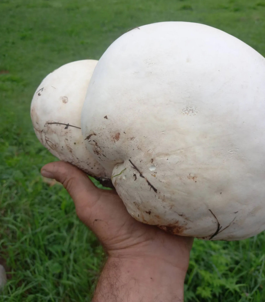 Jedna pečurka - večera za čak petoro ljudi: Ogromnu gljivu puharu ...