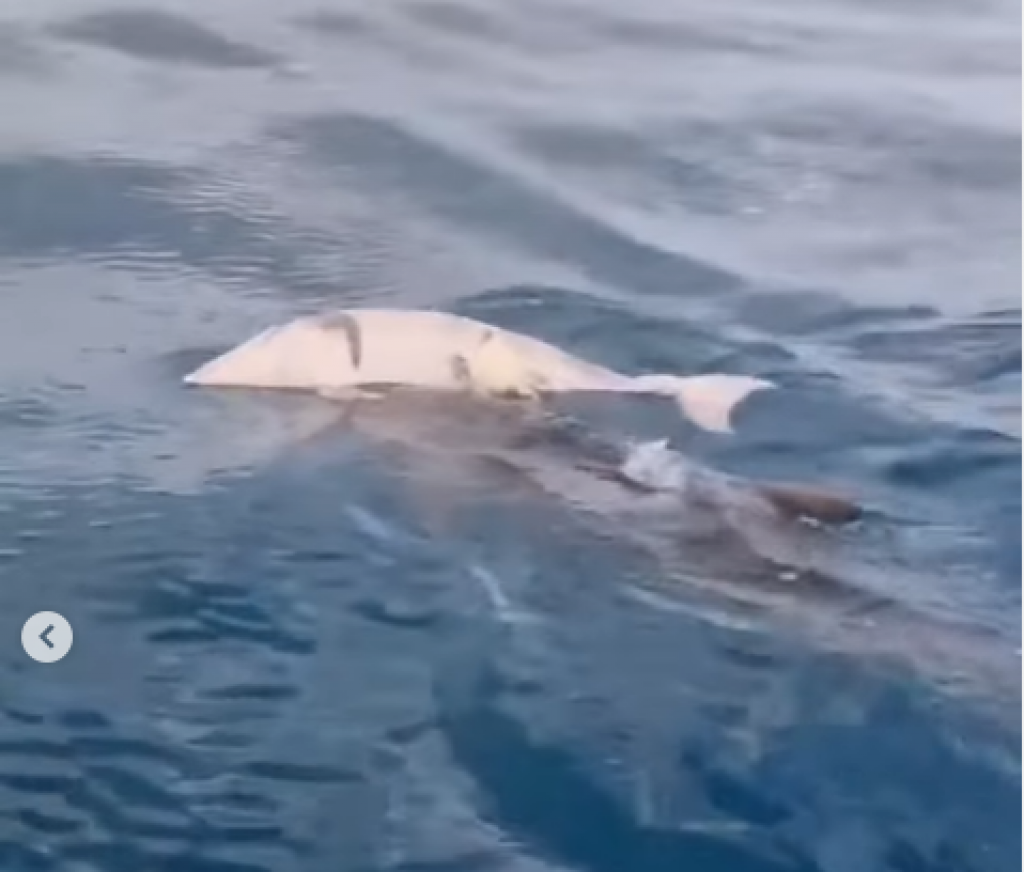 Pretužna slika iz Ulcinja: Mladunče delfina ubijeno, majka ga nosi na ...