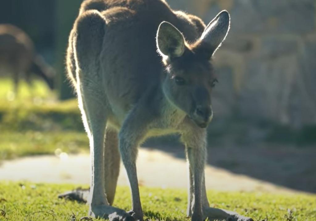 Kengur ubio čoveka u Australiji, sprečavao hitnu pomoć da mu pomogne ...