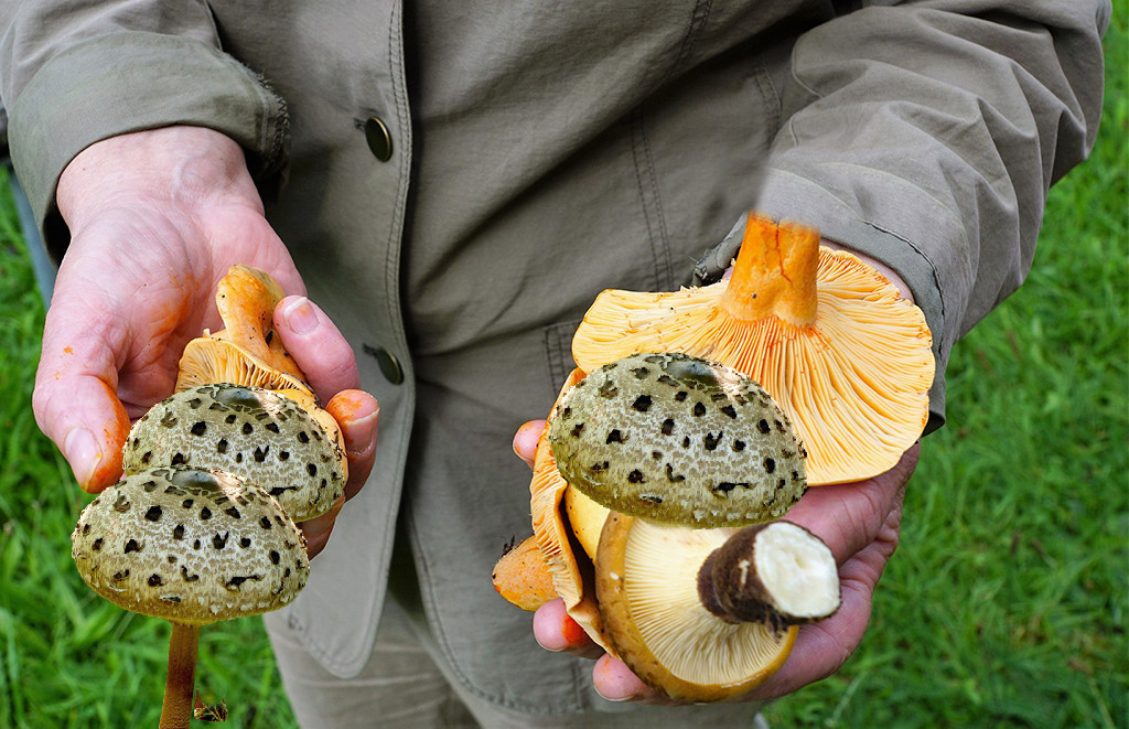 Trovanje pečurkama u Šapcu, meštani o uhapšenoj baki