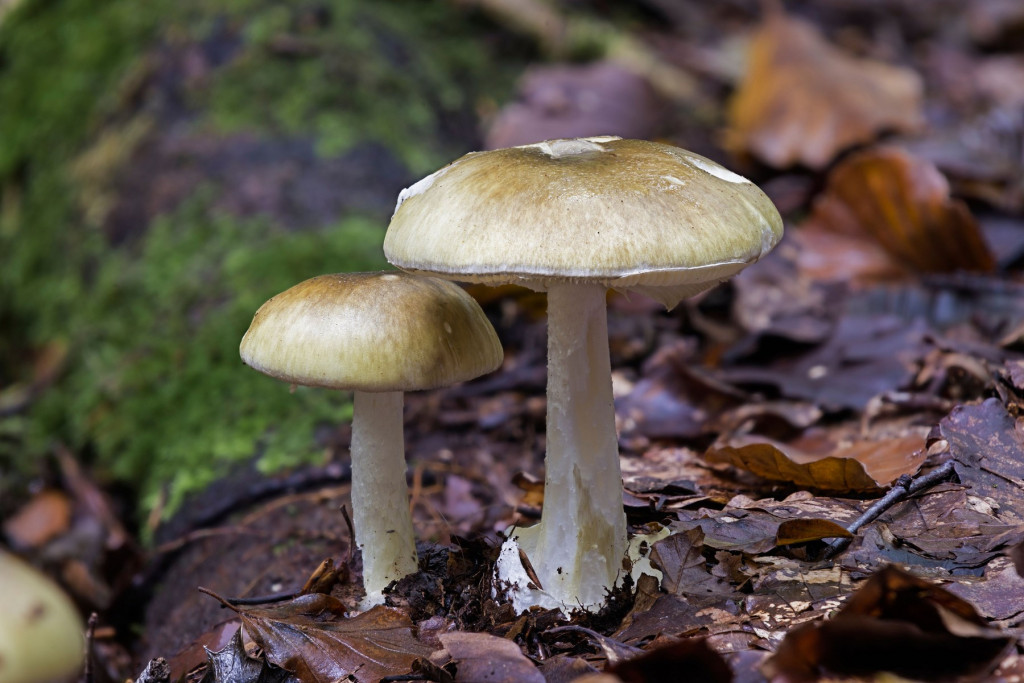 Ovo je najotrovnija pečurka u Srbiji! Njena toksičnost se ne smanjuje ...