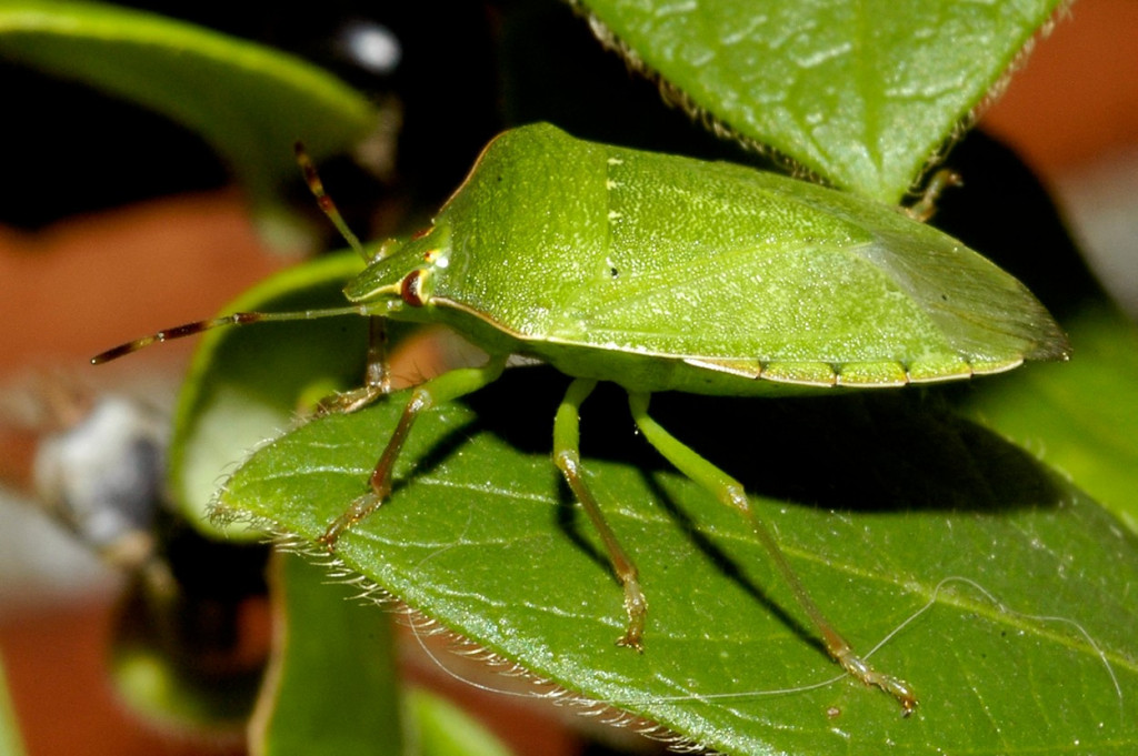 Ove činjenice niste znali o smrdibubama kad dođe zima