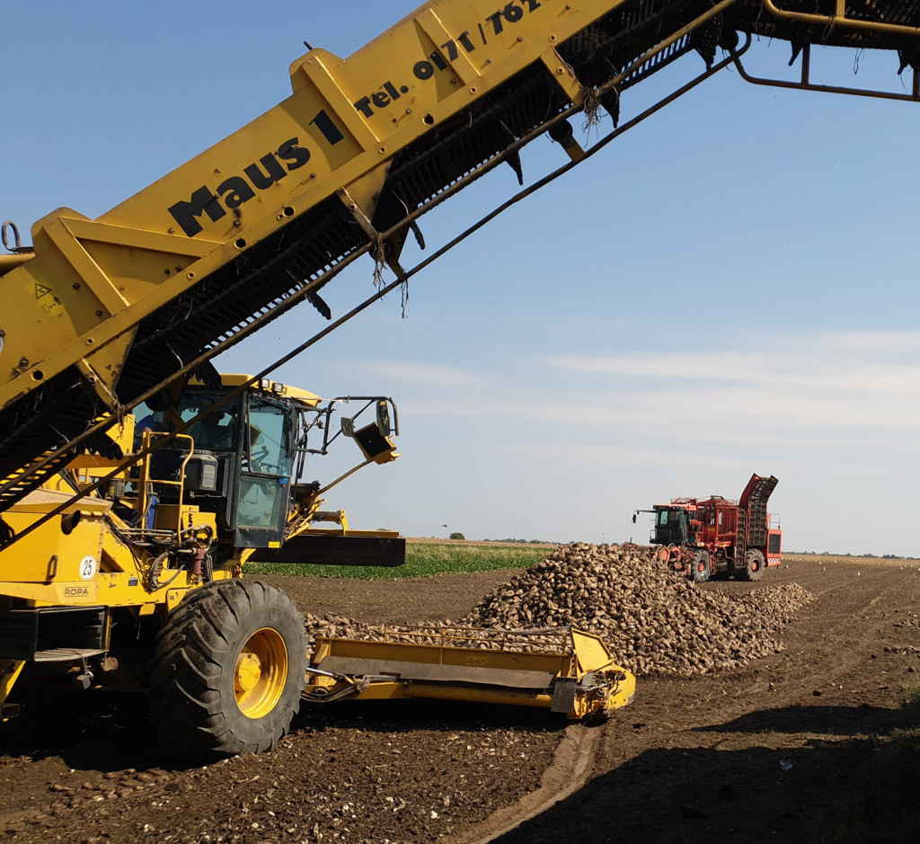 Šećerna repa ove godine donosi profit