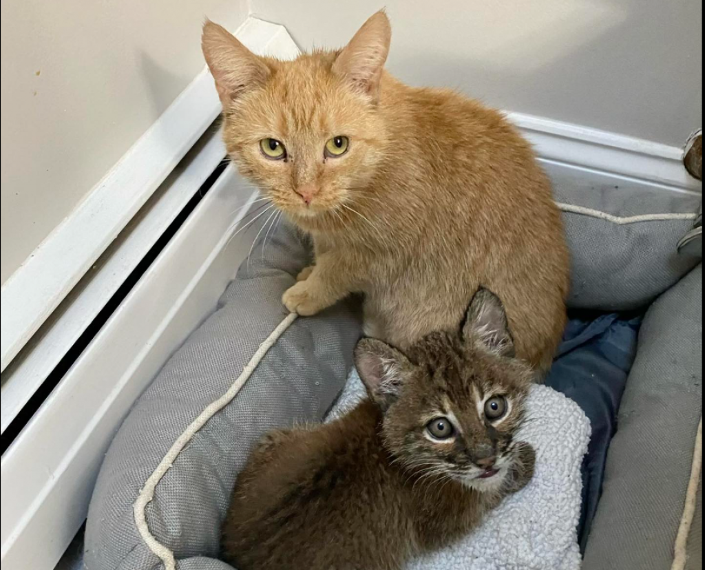 Tek rođeno mače ostalo bez majke, ali jedna brižna maca-dadilja je ...