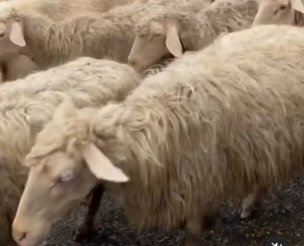 Uočite uljeza: Farmer snimio životinju koja se savršeno stopila sa ...
