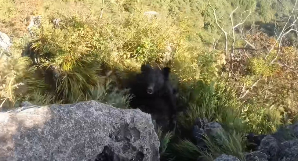 Planinara iznenada napao medved: Čak je snimio dramatičan okršaj (VIDEO)