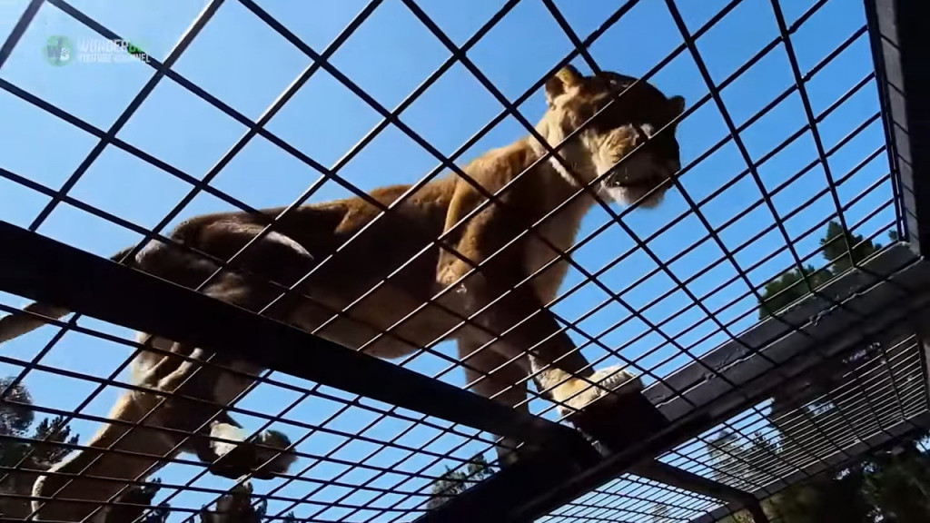 U ovom zoo-vrtu posetioci plaćaju da budu zatvoreni u kavezu dok ih ...