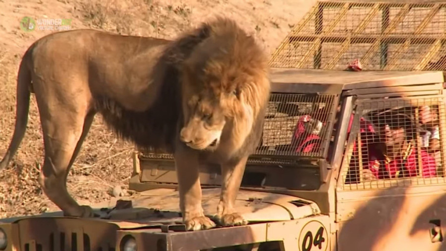 U ovom zoo-vrtu posetioci plaćaju da budu zatvoreni u kavezu dok ih divlje životinje vrebaju (FOTO)