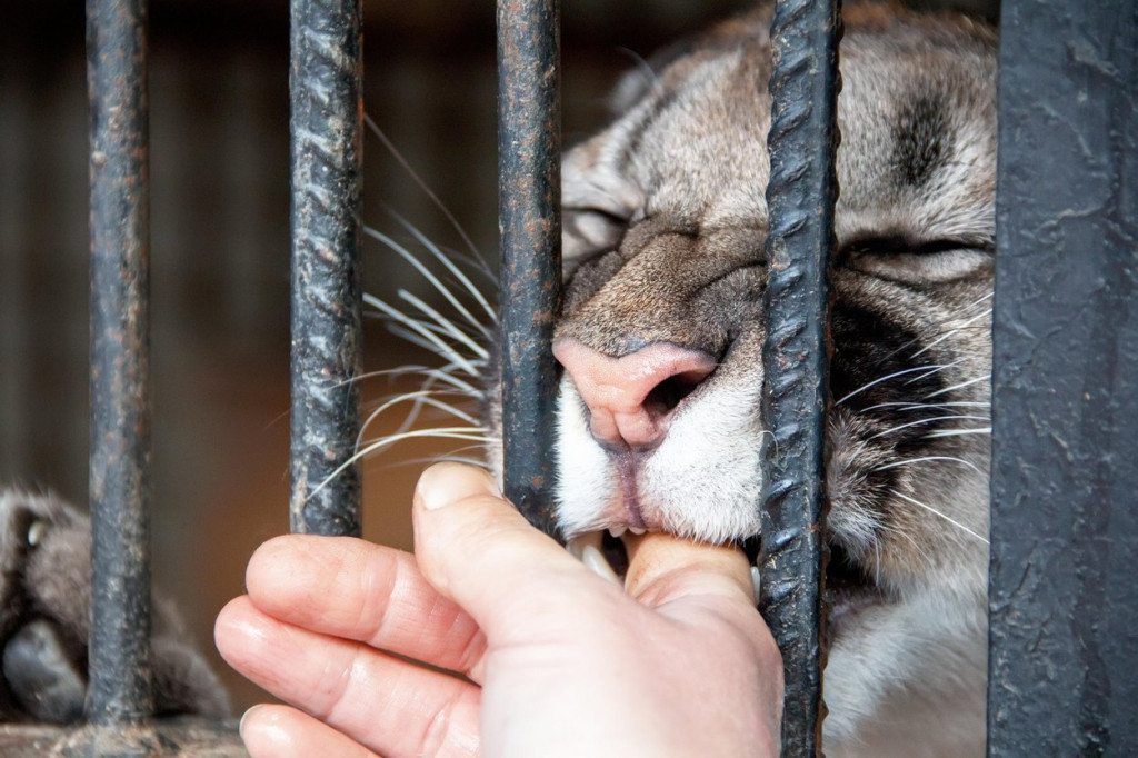 Najlepši zoo vrtovi u svetu, za ljubitelje divljih zveri