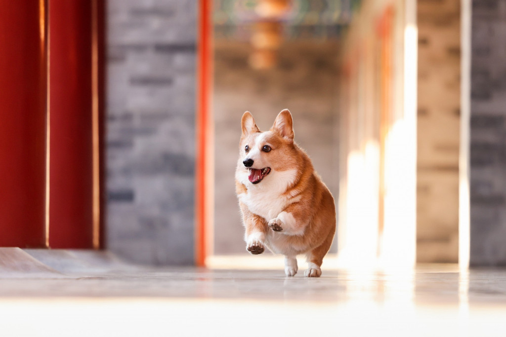 Korgi igra uz svoju novu igračku