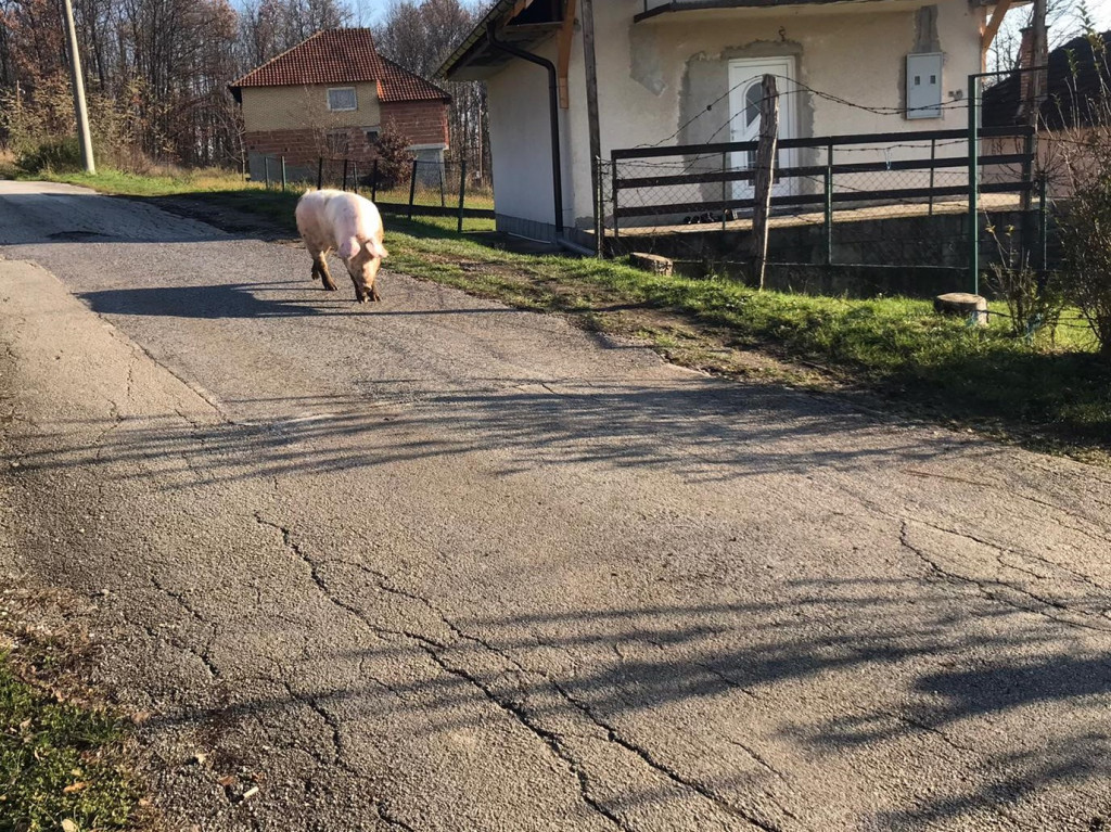 Krmača prodefilovala naseljem, scena uplašila meštane