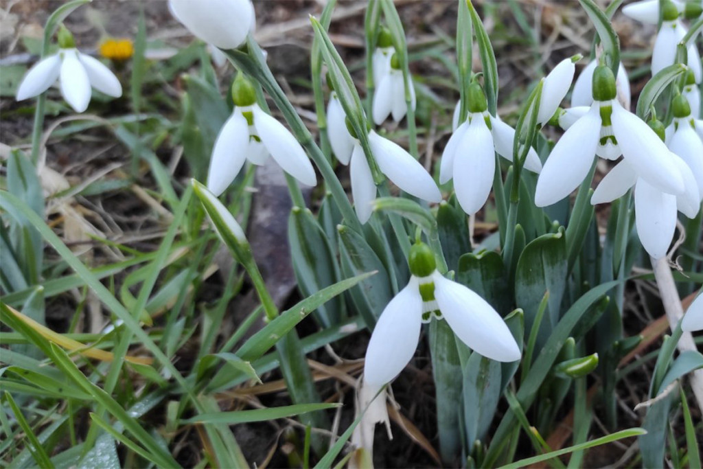 Visibabe procvetale u januaru u Boleču