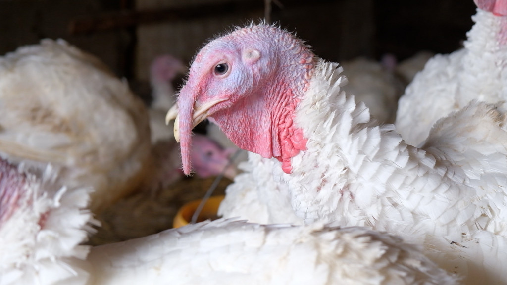 Kako zaraditi na uzgajanju ćuraka i pilića