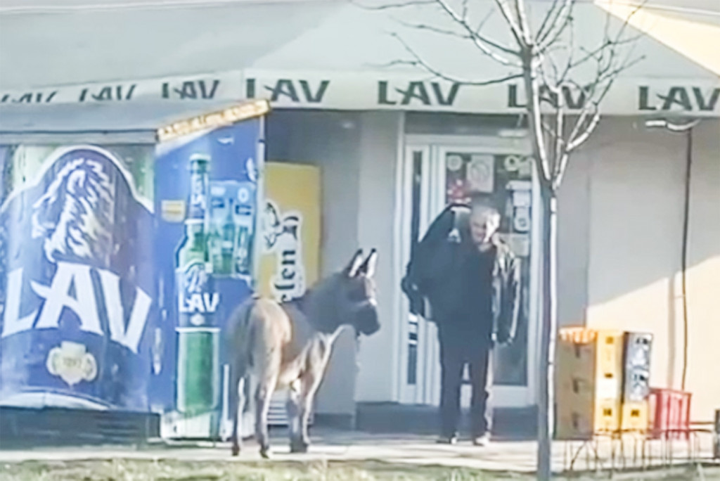 Magarac došao do marketa, čovek ga oterao