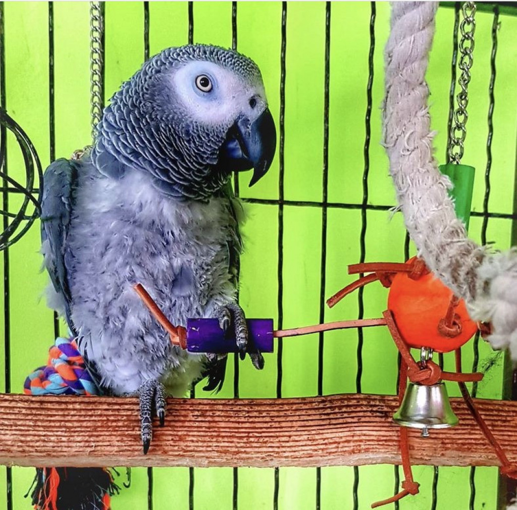 Papagaj peva Tri metera somota