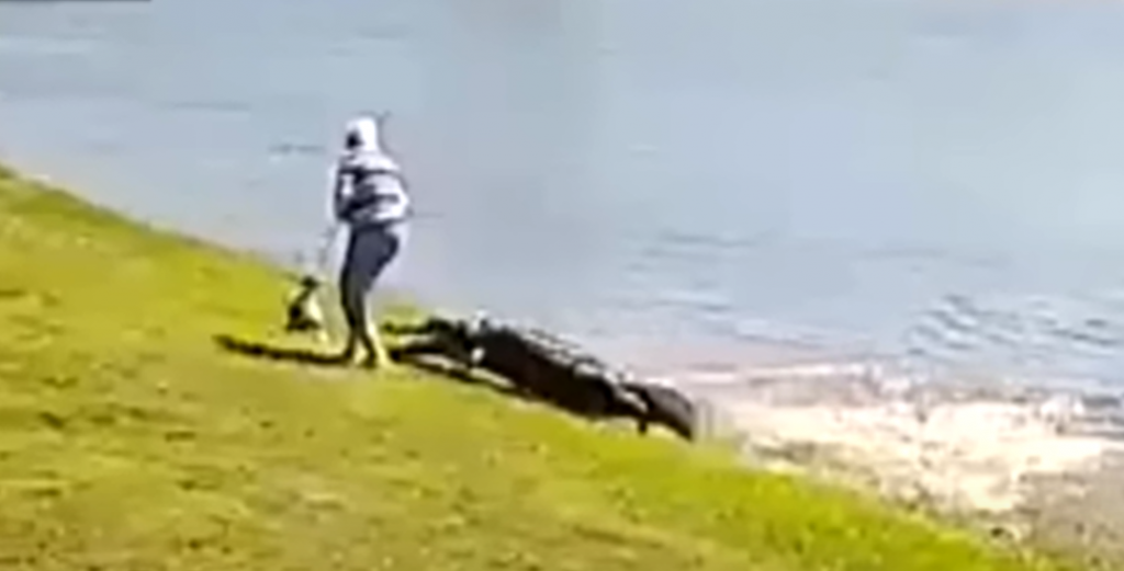 Objavljen snimak napada aligatora