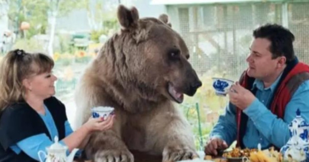 Medved kao kućni ljubimac