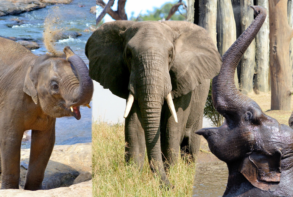 Izaberite jednog slona i saznajte kakva vas sreća čeka