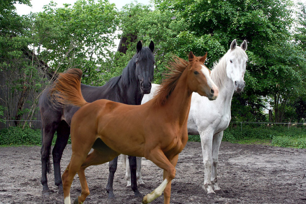 Izaberite jednog konja i saznajte šta želite od života