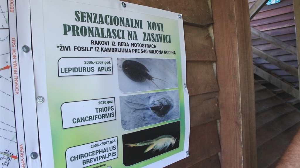 Veliko otkriće biologa u Zasavici