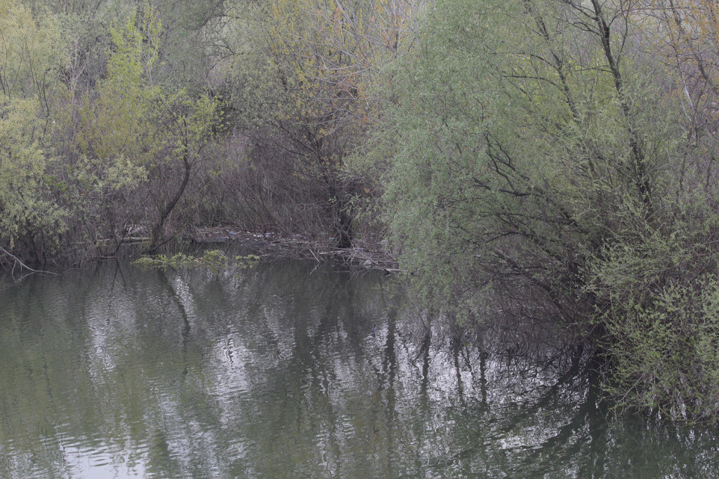 Jato riba iskače iz Dunava