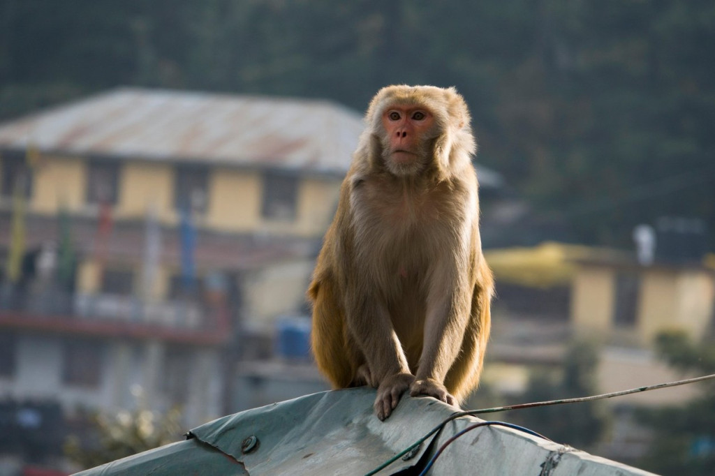 Majmuni sa krova gurnuli ogroman kamen i ubili dečaka (3)