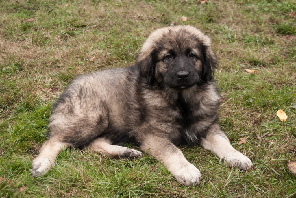 Srpske rase pasa koje su